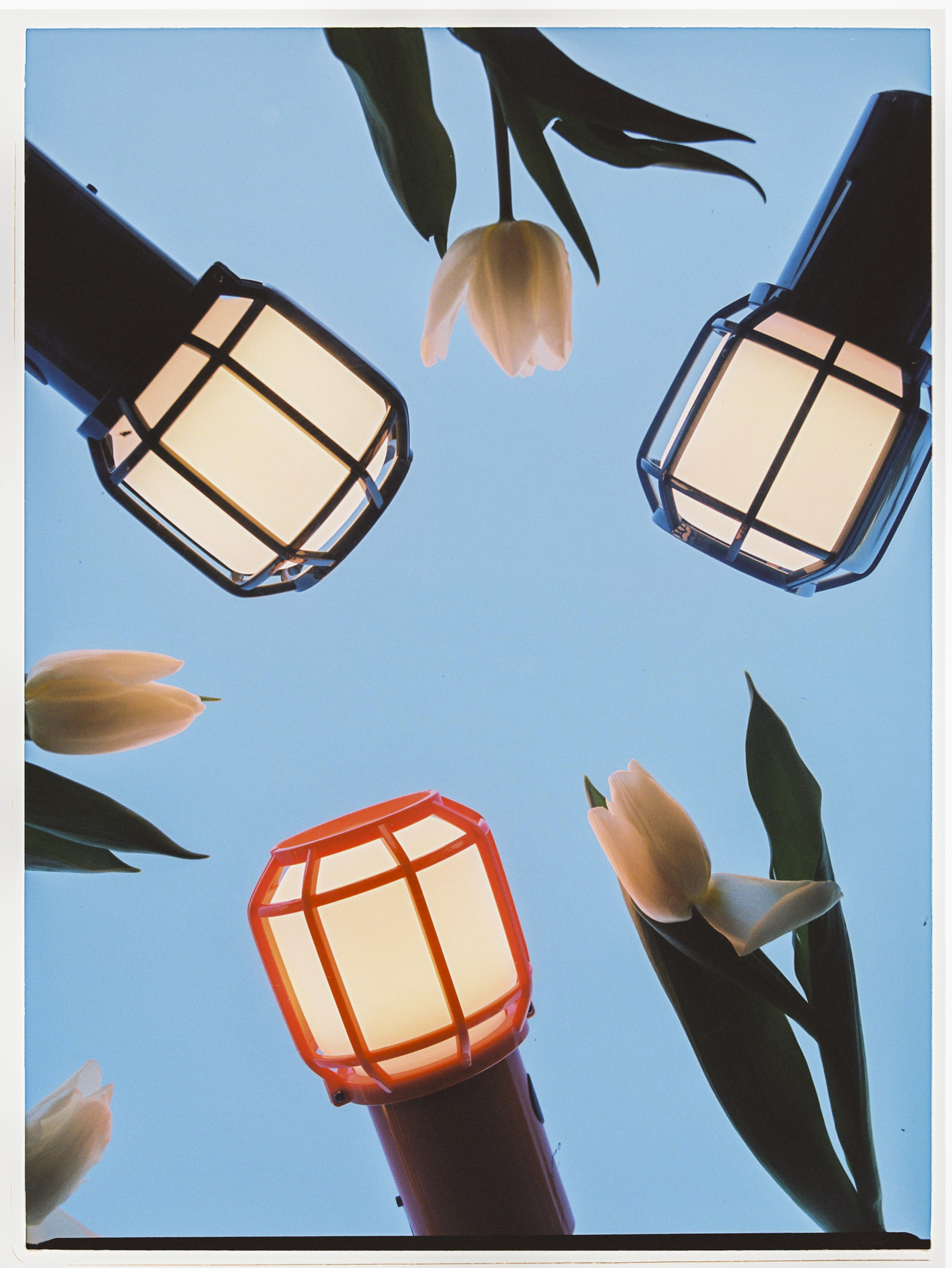 The blooming light - Marset USA